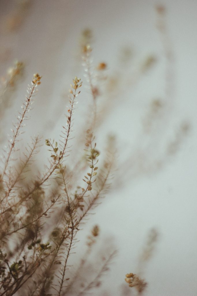 Slow down, child ⋆ Ahimsa Plant Healing